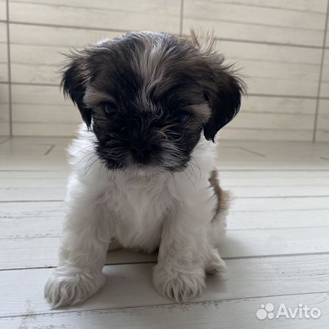 Щенки Ши-тцу