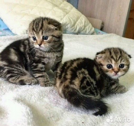 Вислоухий плюшевый толстячок Джулиан
