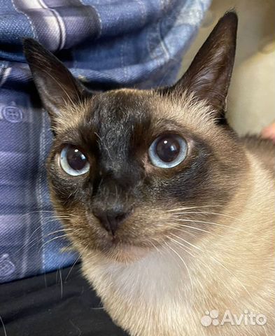 Тайский кот Растислав бесплатно