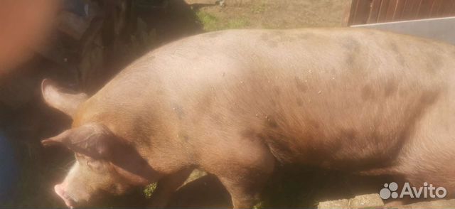 Хряк породы дюрок