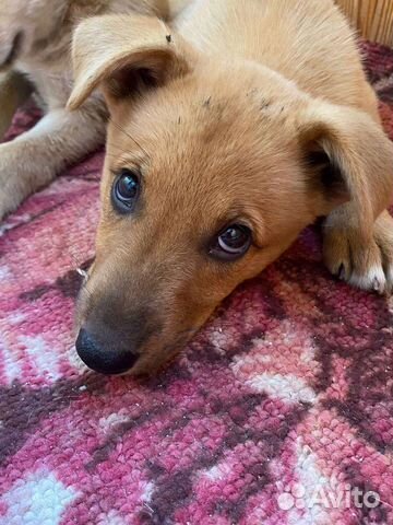 Собака в добрые руки щенок