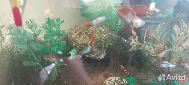 Красноухая черепаха бесплатно