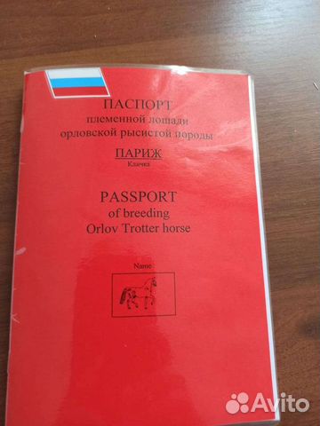 Жеребчик орловский рысак