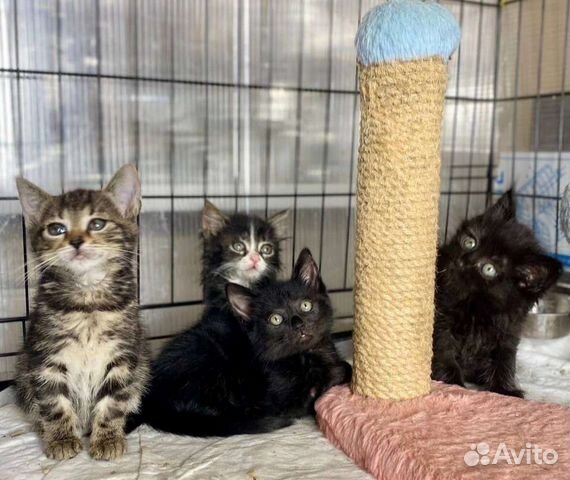 Котята в добрые руки