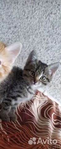 Котенок в добрые руки - мальчик