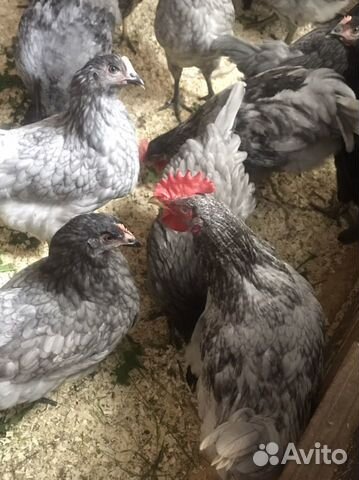Петушки молодые