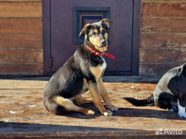 Щенок Мариша 6м стерилизована привита не большая