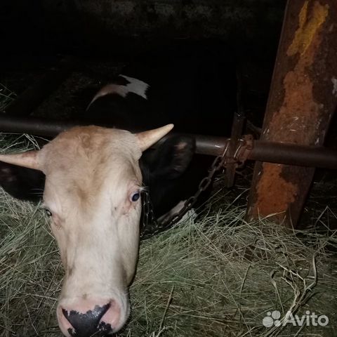 Быки на мясо живым весом