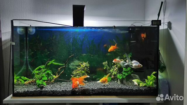 Аквариум с золотыми рыбками