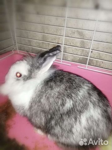 Карликовый кролик