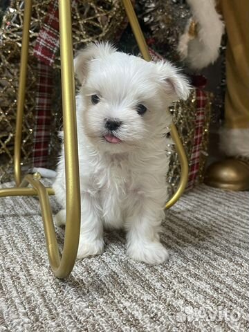 Болонки (Мальтезе) мальчик