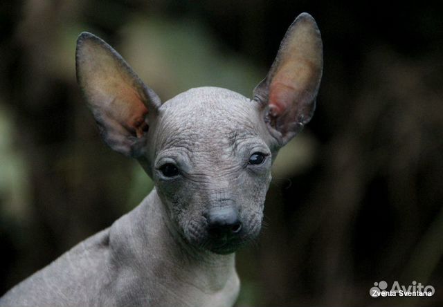 Ксолоитцкуинтли мини