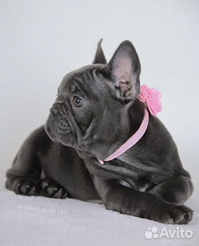 Голубая лиловогенная француженка с документами
