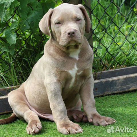 Американский булли xl