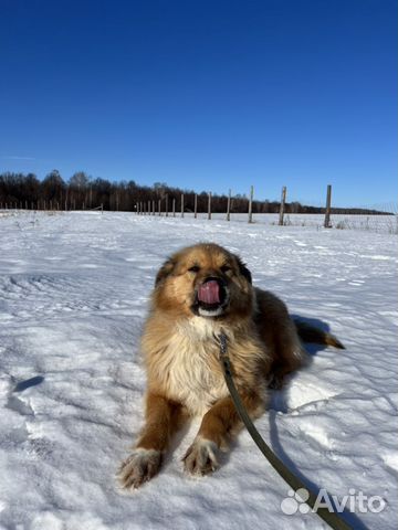 Собака добрая в добрые руки