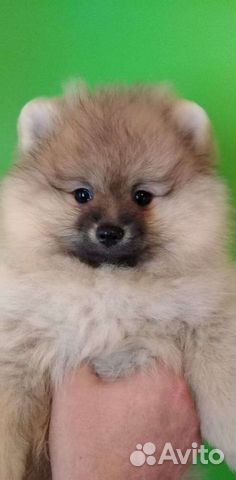 Девочка помочка