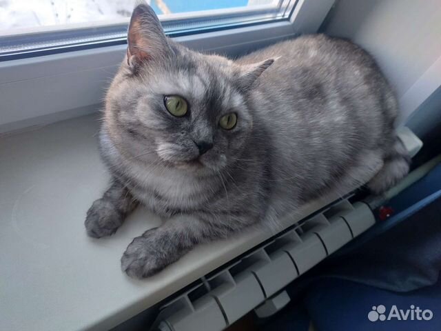 Шотландская прямоухая кошка