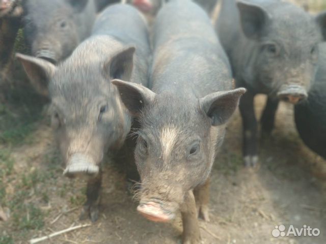 Вьетнамские поросята 2 мес.10 дней