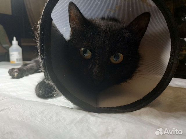 Черная кошка