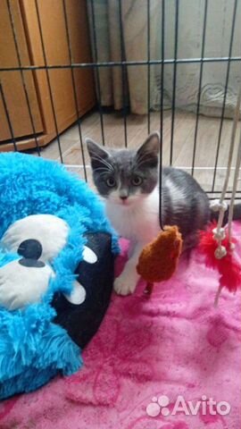 Котёнок по кличке Лана в добрые руки
