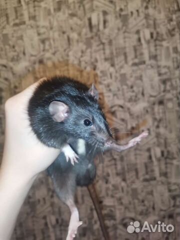 Крыса дамбо