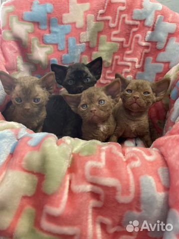 Котята девон-рекс