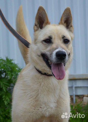 Собаки бесплатно