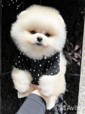 Шпиц симпатичный мальчик