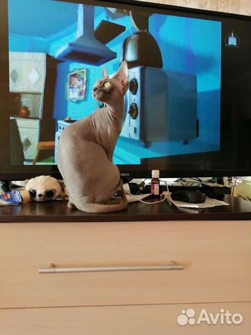 Отдам канадского сфинкса