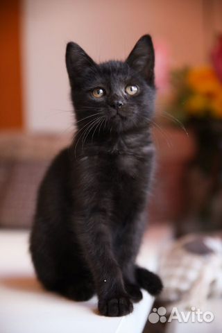 Четврехмесячная Мира ищет ручки