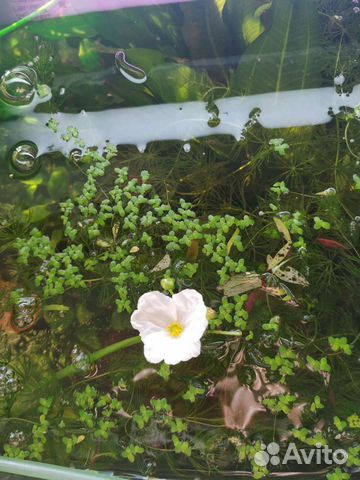 Аквариумные растения, эхинодорус, роголистник