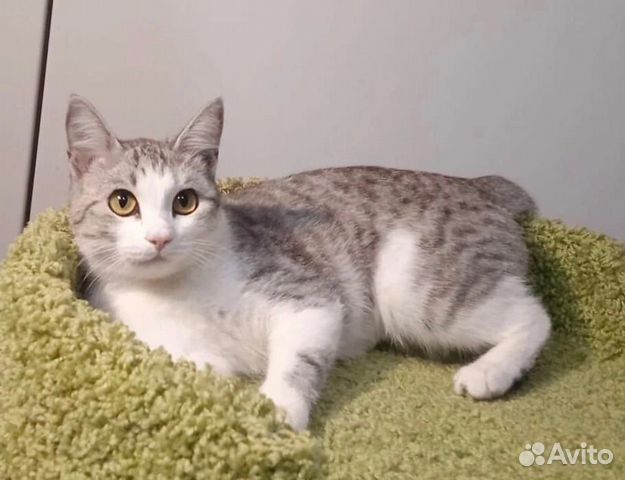 Славная красавица и ласкуша Милочка