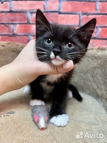 Котенок девочка Кася 3 мес