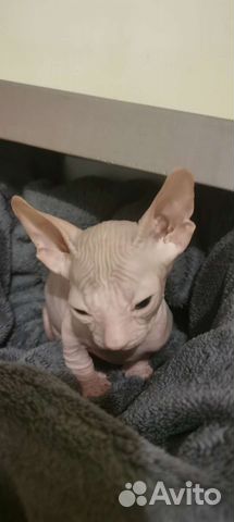 Донской сфинкс