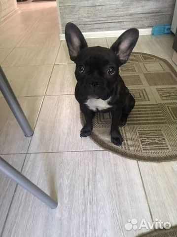 Продам французского бульдога