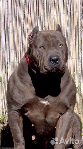 Американский булли xl щенки