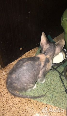 Ласковая,нежная,умная девочка