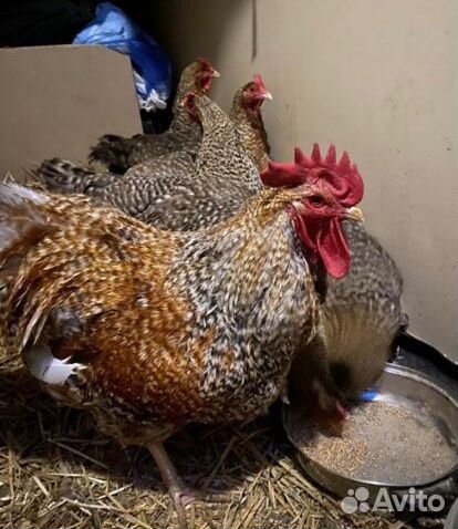 Продам семью кур породы Билефельдер