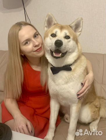 Вязка Акита Ину кобель