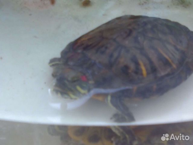 Черепаха красноухая продаю 400