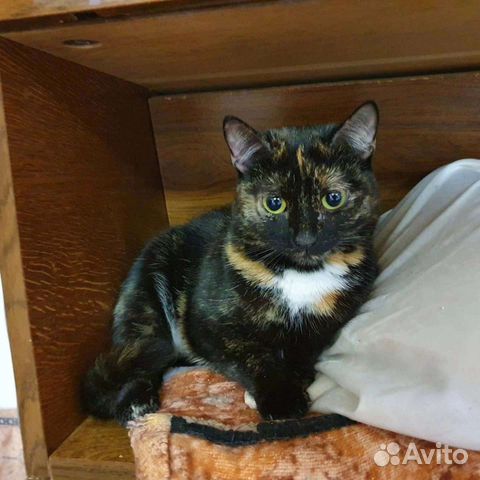 Кошка в добрые руки