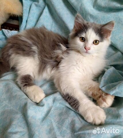 Шикарный пушистый мальчик