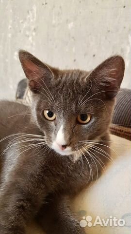 Котенок ищет семью