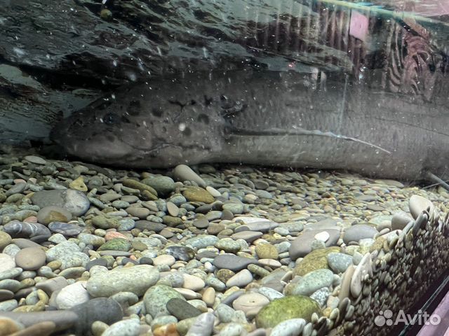 Протоптер (рыба)