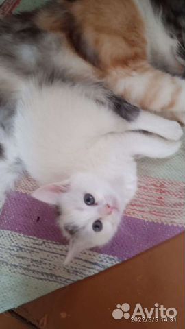 Котята