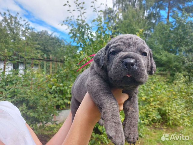 Супер девочка Кане Корсо