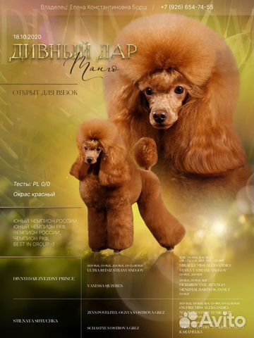 Миниатюрный пудель вязка