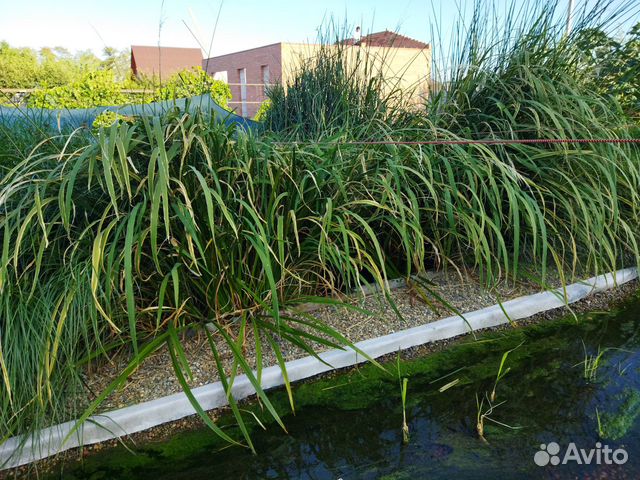 Высшие болотные растения для пруда