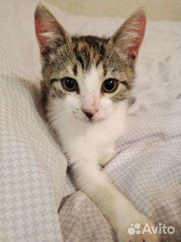 Котенок черепаховая кошечка