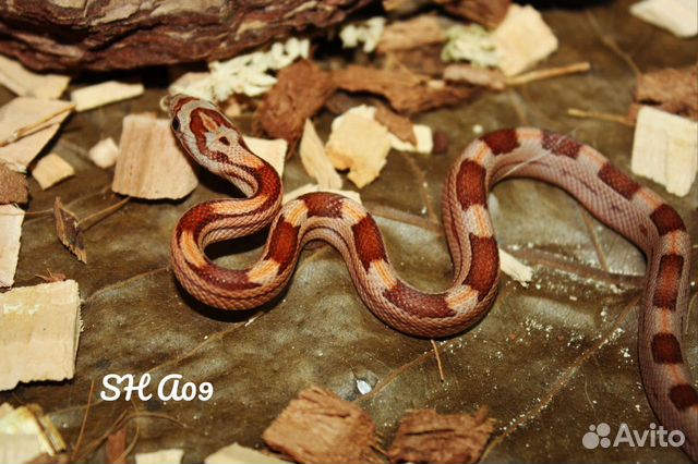 Змея, маисовый полоз